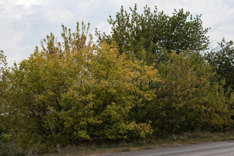 Asphalt Road with Trees on the Roadside in Autumn Stock Photo - Image ...