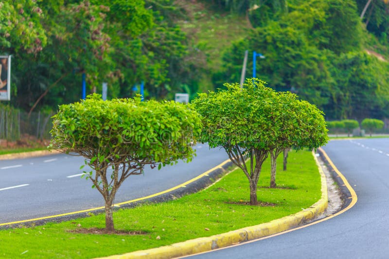 Asphalt road with trees stock image. Image of auto, drive - 91417381