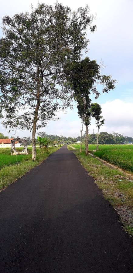 Asphalt Road in Village with Green Tree View Stock Image - Image of ...