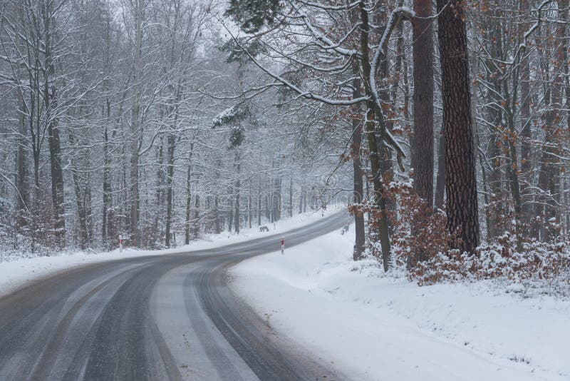 Asphalt Road in a Winter Forest Covered with a Thick Layer of Snow ...