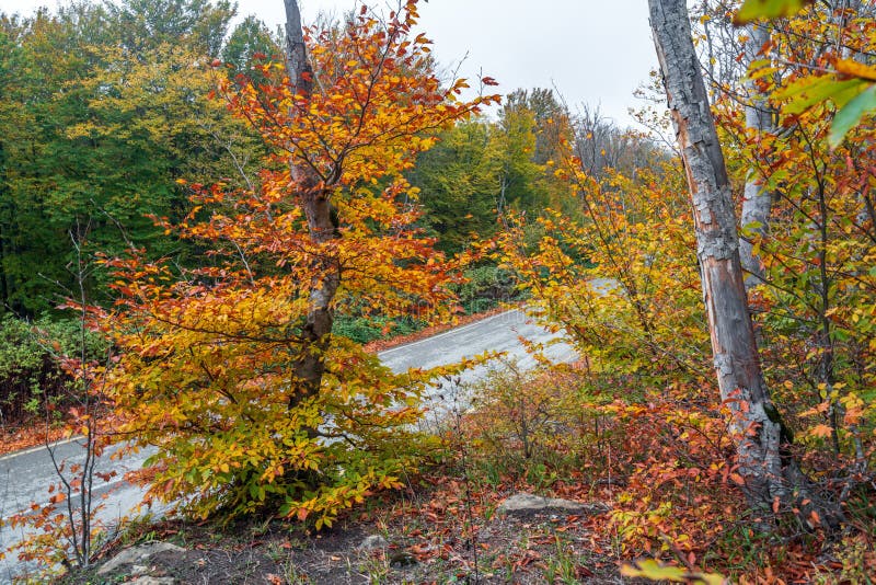 Asphalt Road in Yellow Autumn Forest Stock Image - Image of environment ...