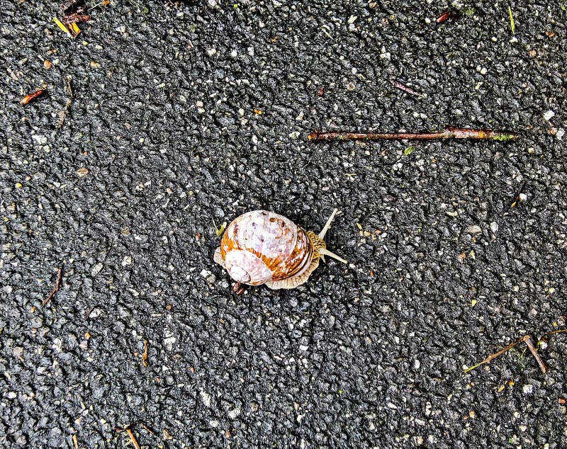 Asphalt, Soil, Road Surface, Seashell Picture. Image: 100244214