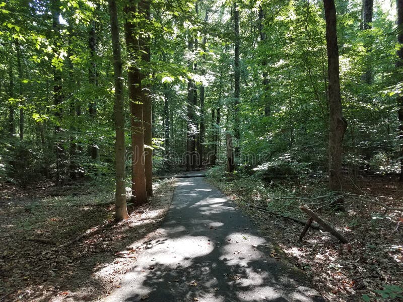 Asphalt Trail or Path and Trees in the Forest Stock Image - Image of ...