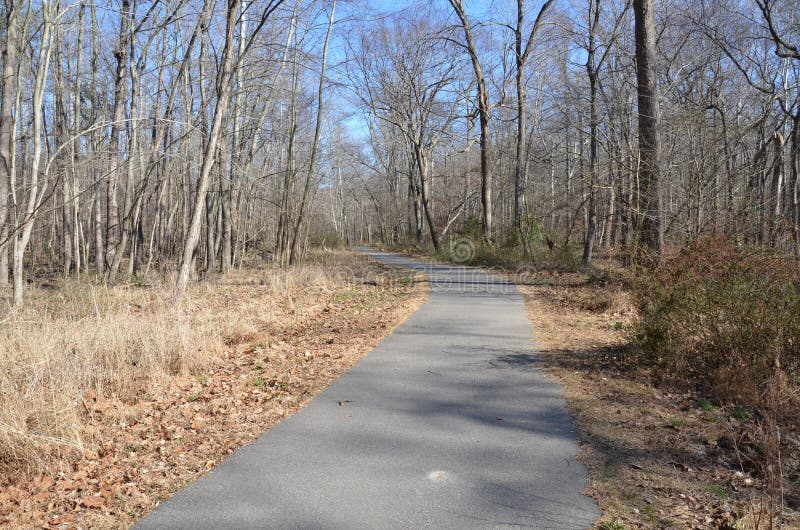 Asphalt Trail or Path in Forest or Woods Stock Image - Image of walking ...