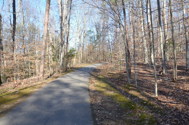 Asphalt Trail or Path in Forest or Woods Stock Photo - Image of winter ...
