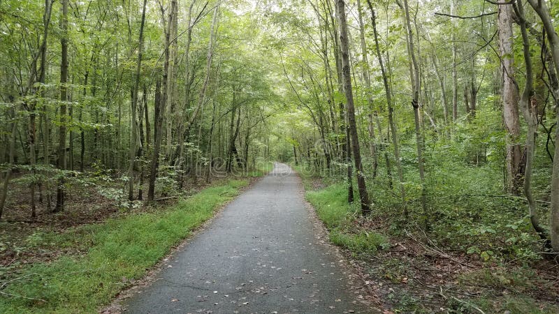 Asphalt Trail or Path in the Forest or Woods Stock Photo - Image of ...