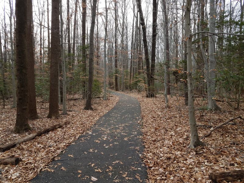Asphalt Trail or Path in Forest or Woods Stock Image - Image of walking ...