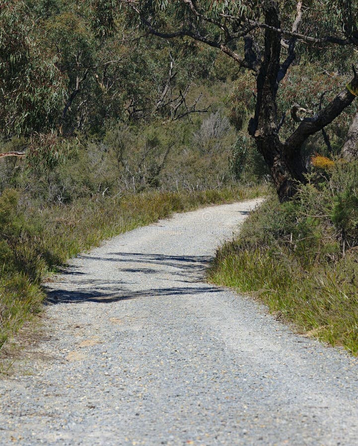Asphalt Walking Path in Forest Stock Photo - Image of forest, grass ...