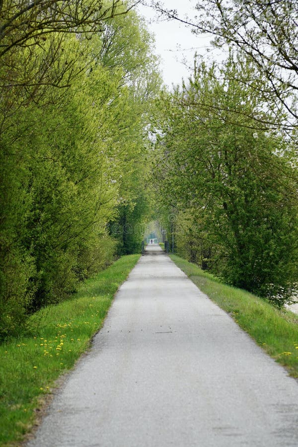 Asphalt Walkway Lined with Green Trees Stock Image - Image of spring ...