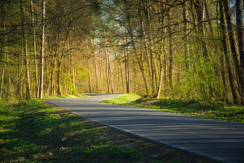 Asphalt Winding Road through the Forest, Sunlight and Tree Shadows ...