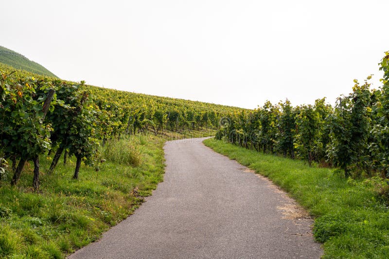 Asphalted and Curved Pathway in the Vineyards with Grapevines on the ...