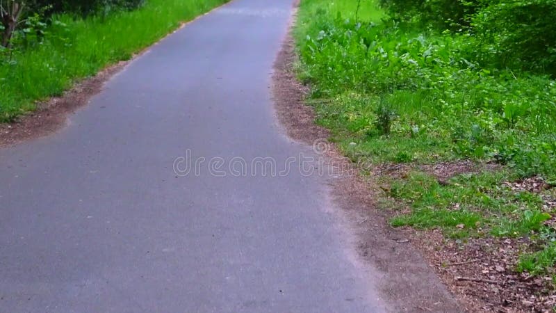 An Asphalted Narrow Path through a Park is Used on Inliners Stock Video ...