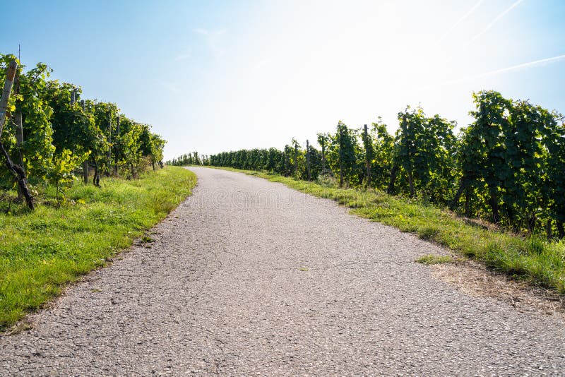 Asphalted Pathway in the Vineyards with Grapevines on the Sides in ...