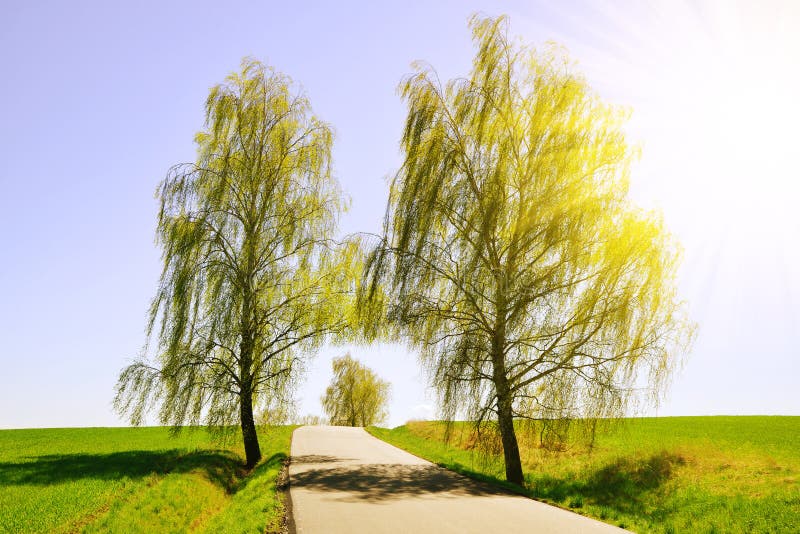 Asphalted Road with Birch Trees. Stock Image - Image of spring ...