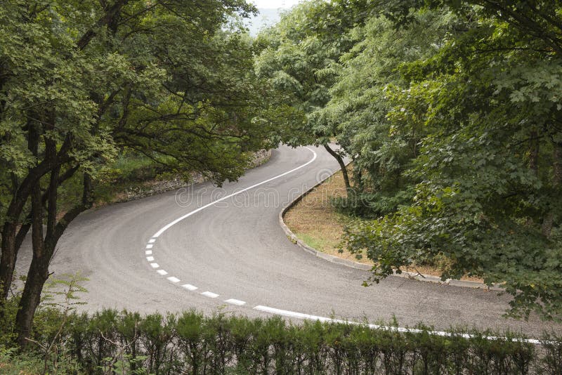 Asphalted Road with a Dividing Line in the Wood Stock Photo - Image of ...
