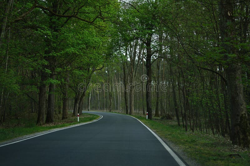 Asphalted Road in Green Spring Forest Stock Photo - Image of outside ...
