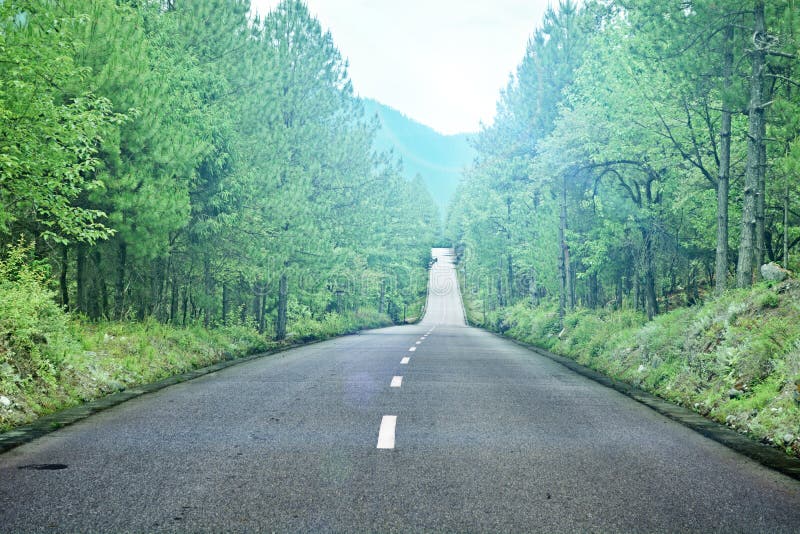 Asphalted road (spring) stock image. Image of line, forest - 68409899