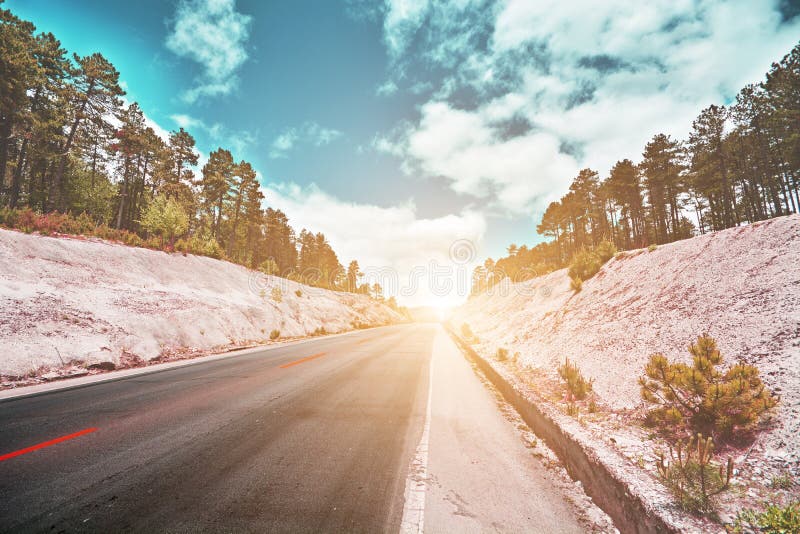 Asphalted road (spring) stock photo. Image of flower - 68410090