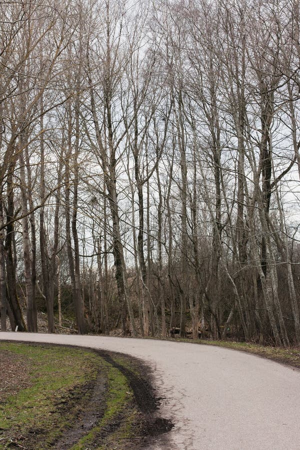 Asphalted Winding Pedestrian Path in the Forest with a Car Tire Print ...