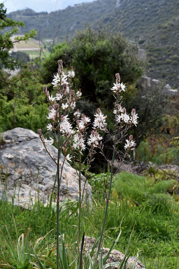 Asphodel - Asphodelus Albus Stock Image - Image of asphodel, spring ...