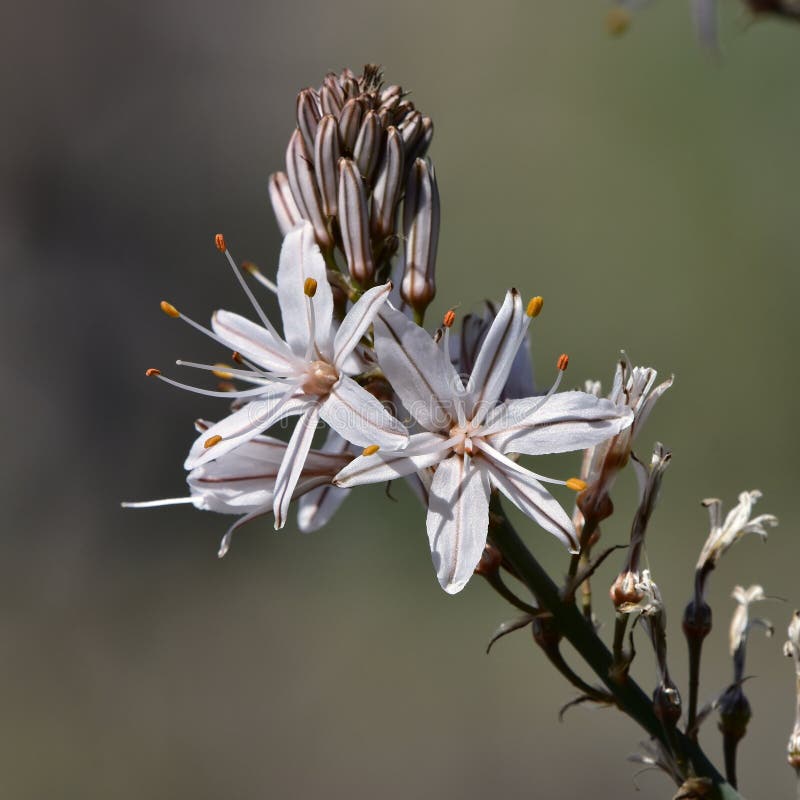 Asphodel flower stock photo. Image of plant, botanical - 93200196