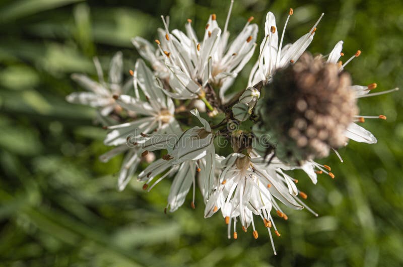 Asphodel flowering stock image. Image of nature, late - 152294989