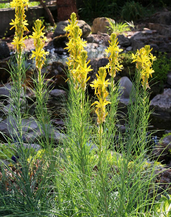 Asphodeline Lutea Blooms in the Botanical Garden Stock Image - Image of ...