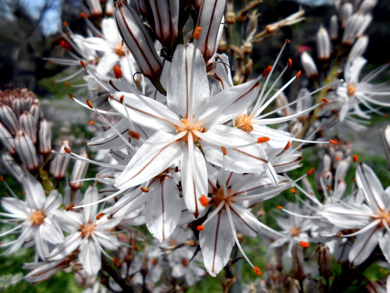 Asphodelus aestivus stock photo. Image of blossom, common - 67945792