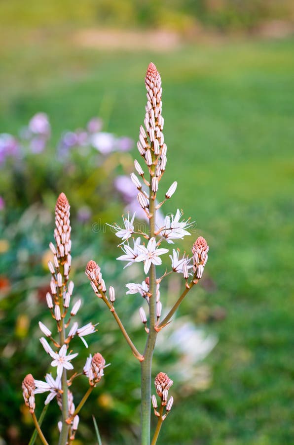 Asphodelus stock image. Image of green, beauty, leaf - 58131839