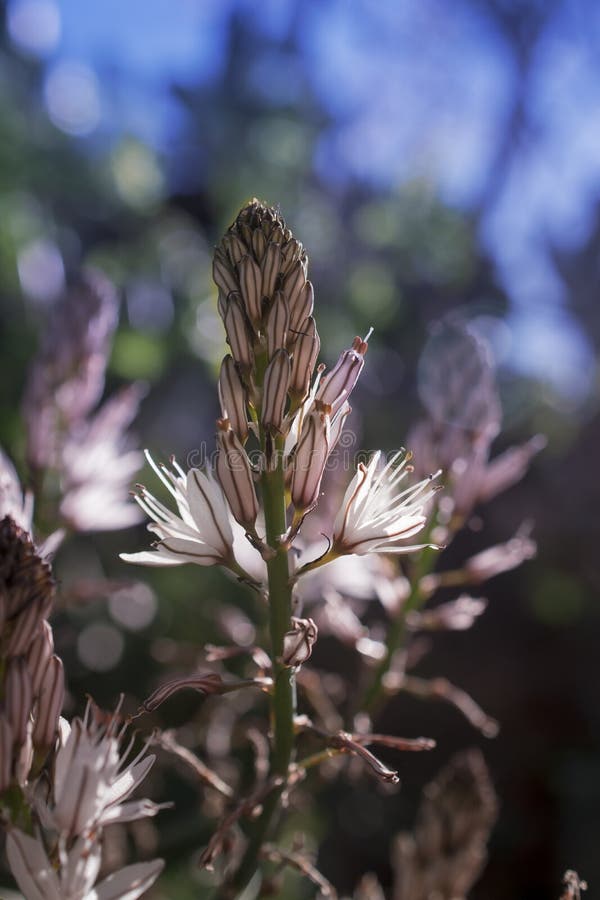 Asphodelus Ramosus (branched Asphodel) Flower Stock Photo - Image of ...