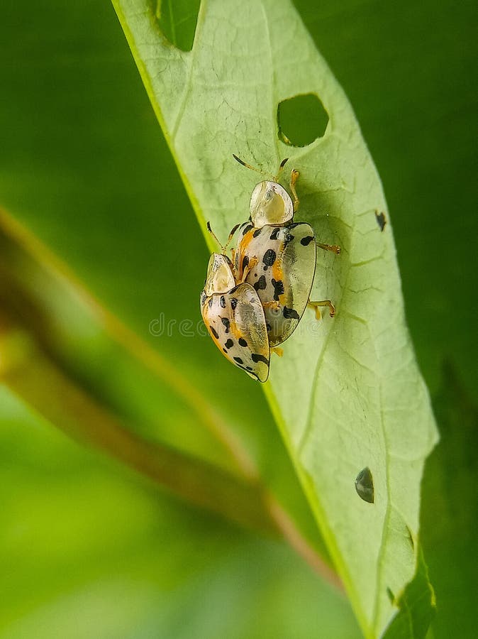 Aspidimorpha Miliaris with Mating Patner on Green Leaf Background Stock ...