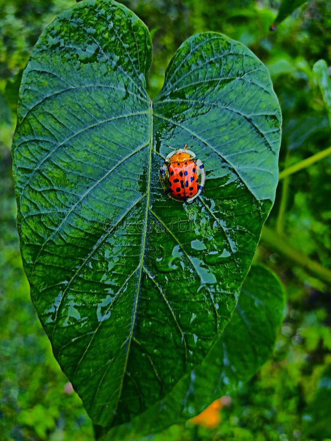 Aspidimorpha Miliaris Spotted Tortoise Beetle Stock Photo - Image of ...