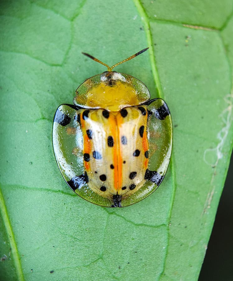 Aspidimorpha Miliaris is a Widespread Asian Species of Beetles ...