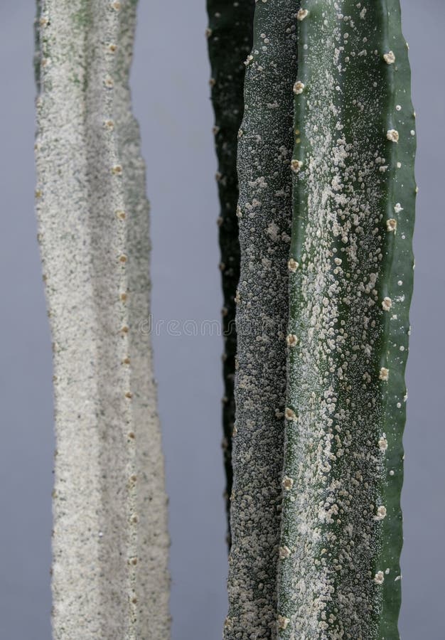 Aspidiotus Destructor or Kutu Balok on Cactus Plant Stock Photo - Image ...