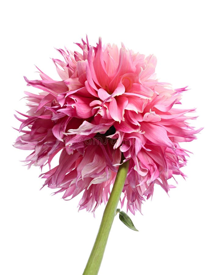 Aspiring upwards stock photo. Image of bouquet, flora - 49534740