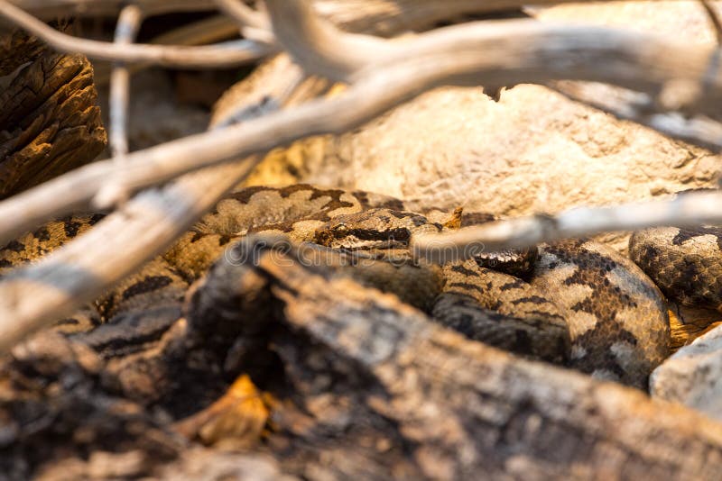 Aspisviper, Vipera Aspis, Not Too Toxic Stock Photo - Image of ...