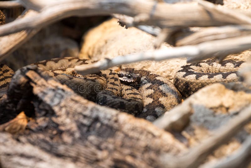 Aspisviper, Vipera Aspis, Not Too Toxic Stock Image - Image of viper ...