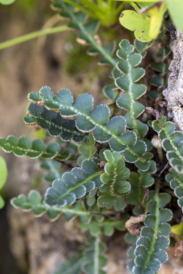 Asplenium ceterach fern stock image. Image of season - 268192707