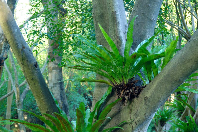 Asplenium nidus stock photo. Image of leaves, herbaceous - 349246022