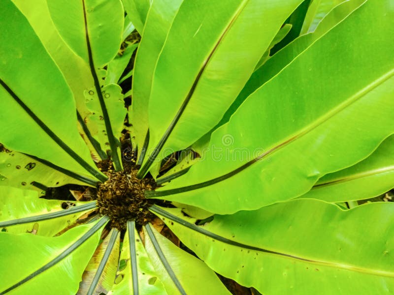 Asplenium Nidus Aves Nido Helecho Foto de archivo - Imagen de fondo ...