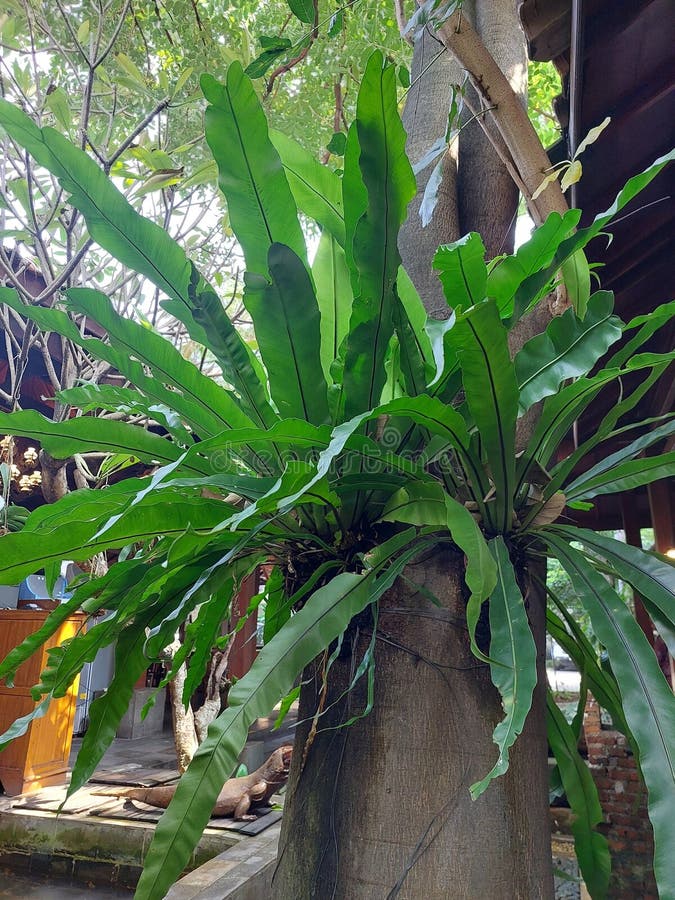 Asplenium Nidus with Big Leaves Attached To Tree Stock Image - Image of ...