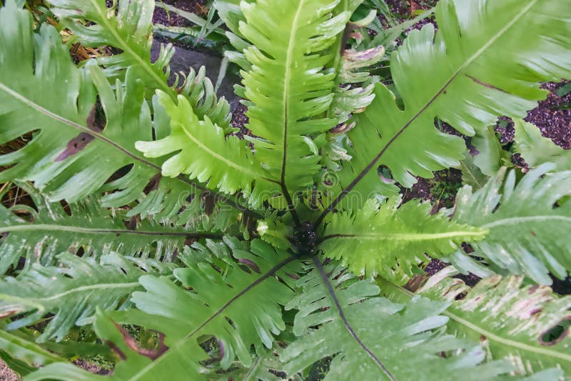 Asplenium Nidus Photographed from Above Stock Image - Image of jungle ...