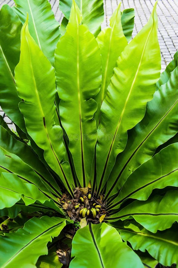 Asplenium nidus stock image. Image of outdoors, flower - 41165157