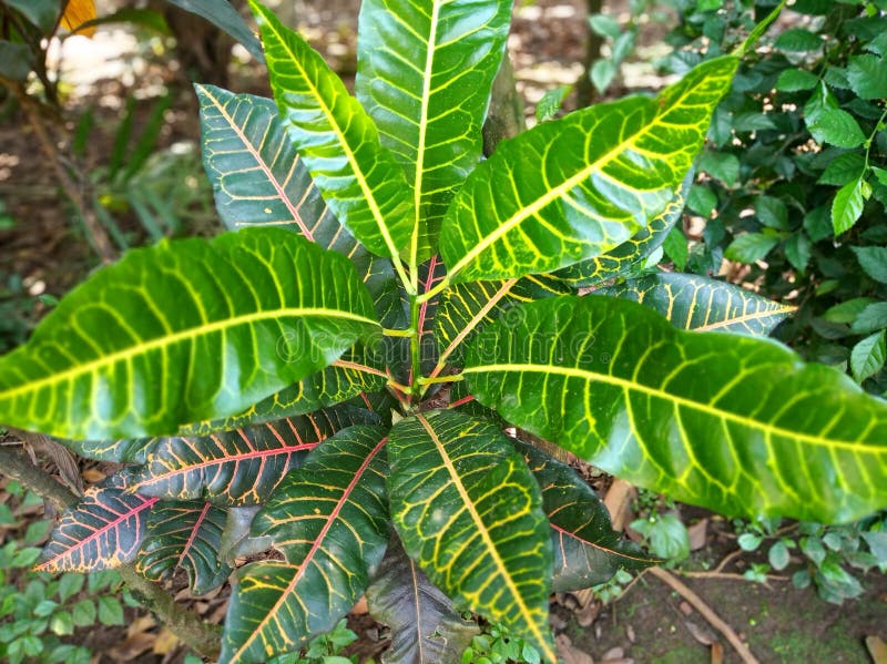 Codiaeum Variegatum.Garden Croton. Stock Photo - Image of houseplants ...
