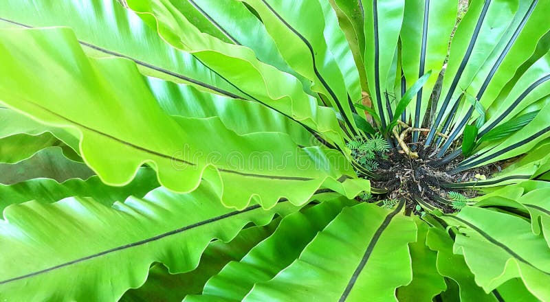 Asplenium nidus leaf stock photo. Image of natural, green - 66394980
