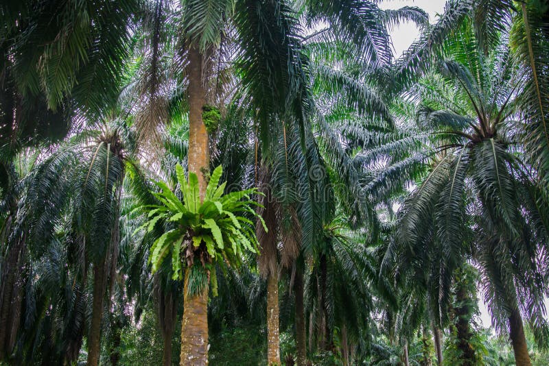 Asplenium Nidus in Palm Garden Stock Photo - Image of cultivated ...
