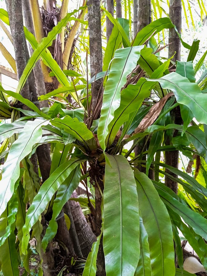 Asplenium Nidus Plant Growing on a Tree Stock Image - Image of plant ...