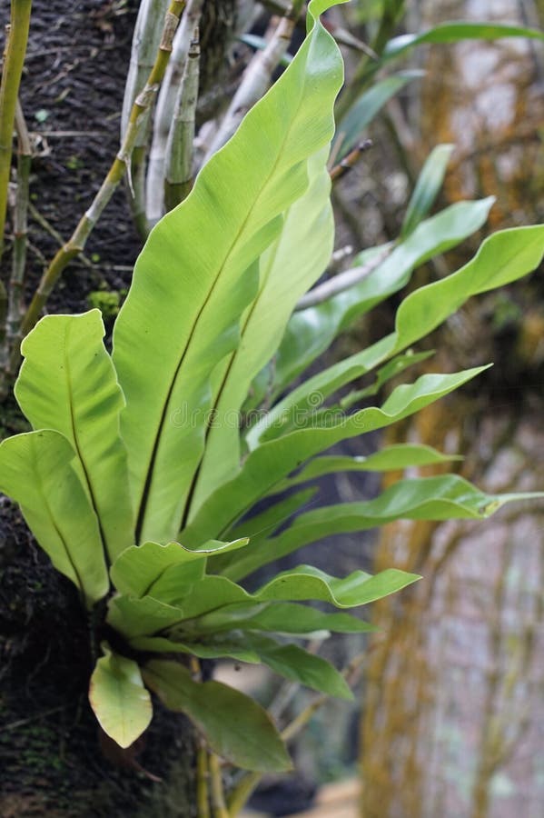 The Asplenium nidus plant stock image. Image of green - 307415797
