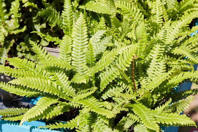 Asplenium Scolopendrium, Dwarf Fern with Green Leaves, Sunlight Stock ...