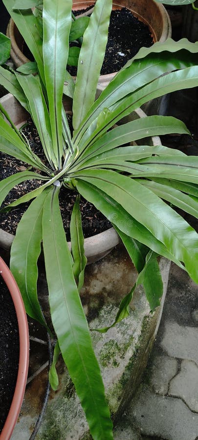 Asplenium Scorpio or Called Kadaka Can Also Be Grown in Pots, Take a ...